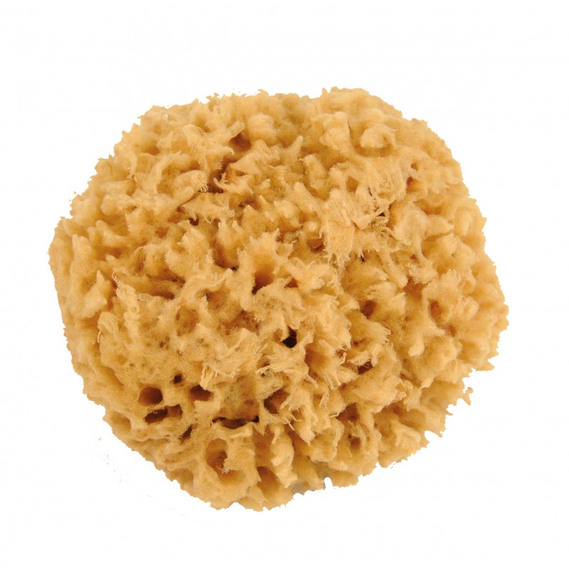 Éponge de mer 8cm - Mahdia